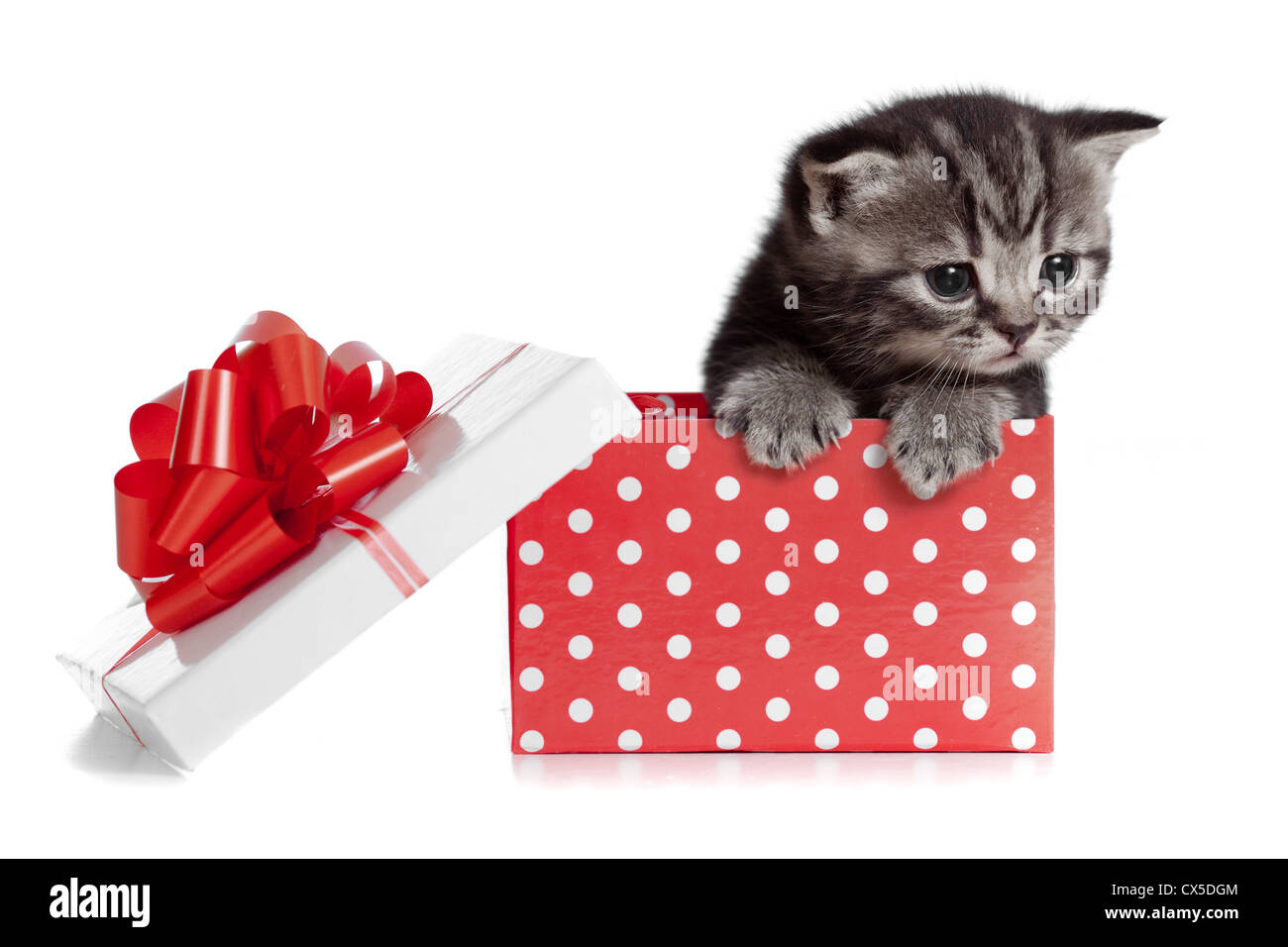 Funny baby cat in red gift box Stock Photo - Alamy