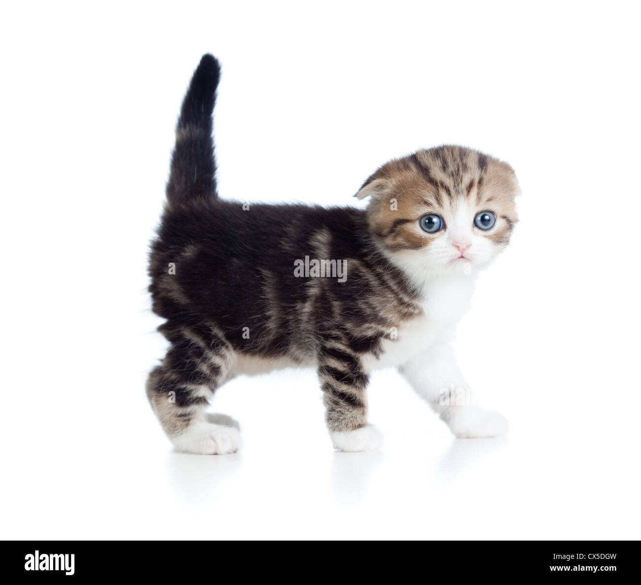baby cat one month old Stock Photo - Alamy