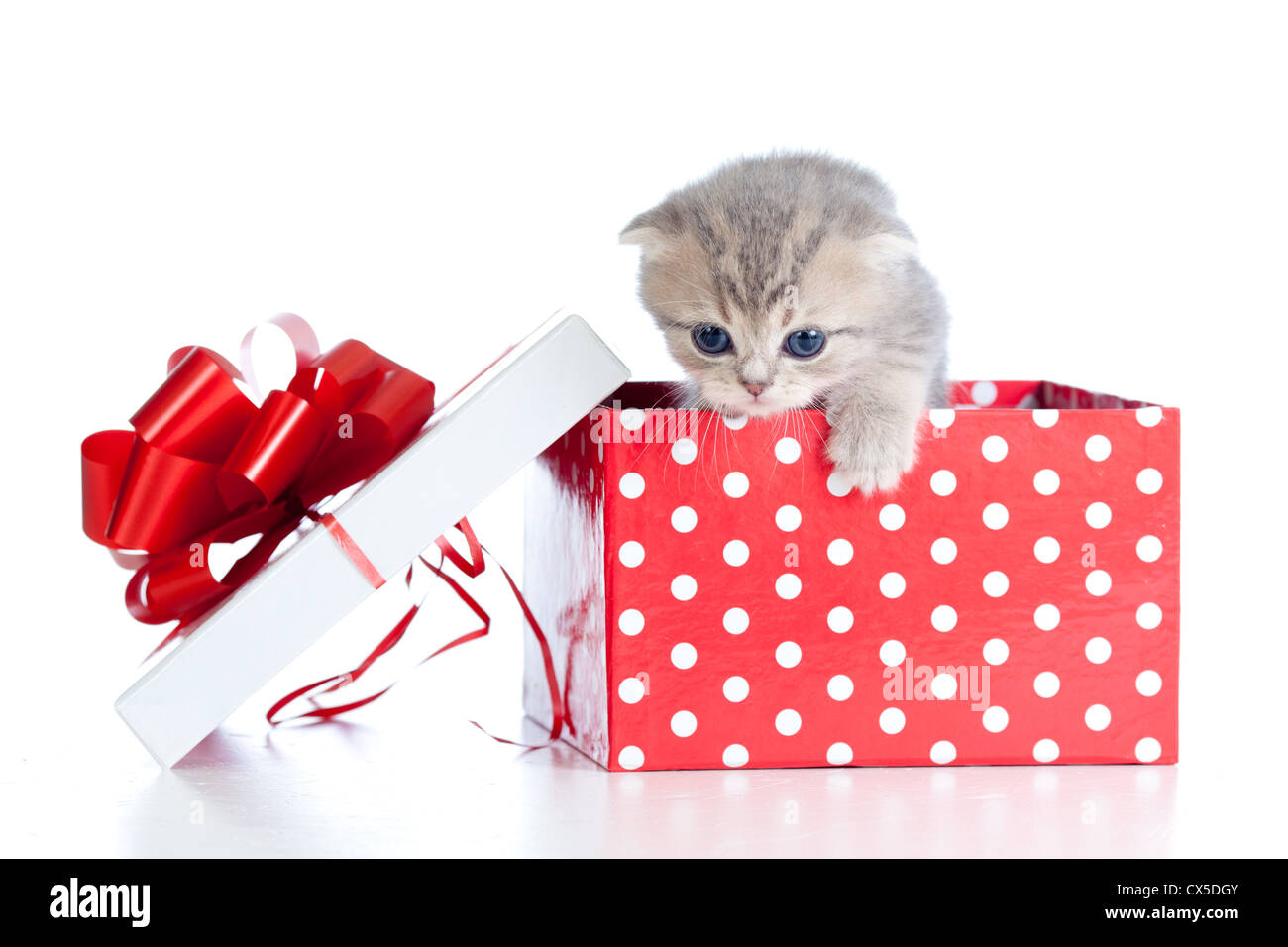 Funny baby cat in red gift box Stock Photo - Alamy