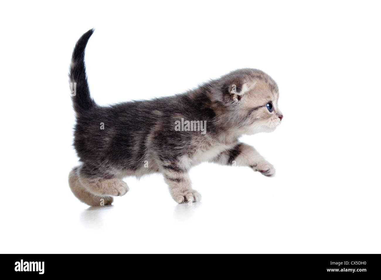 kitten profile side view Stock Photo - Alamy