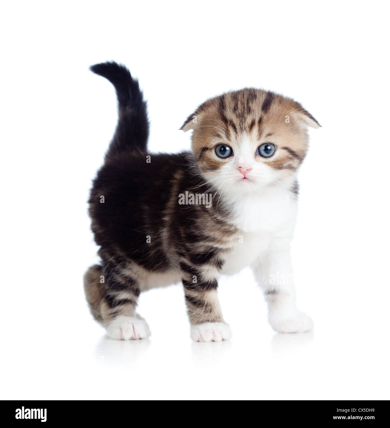 baby cat one month old Stock Photo - Alamy