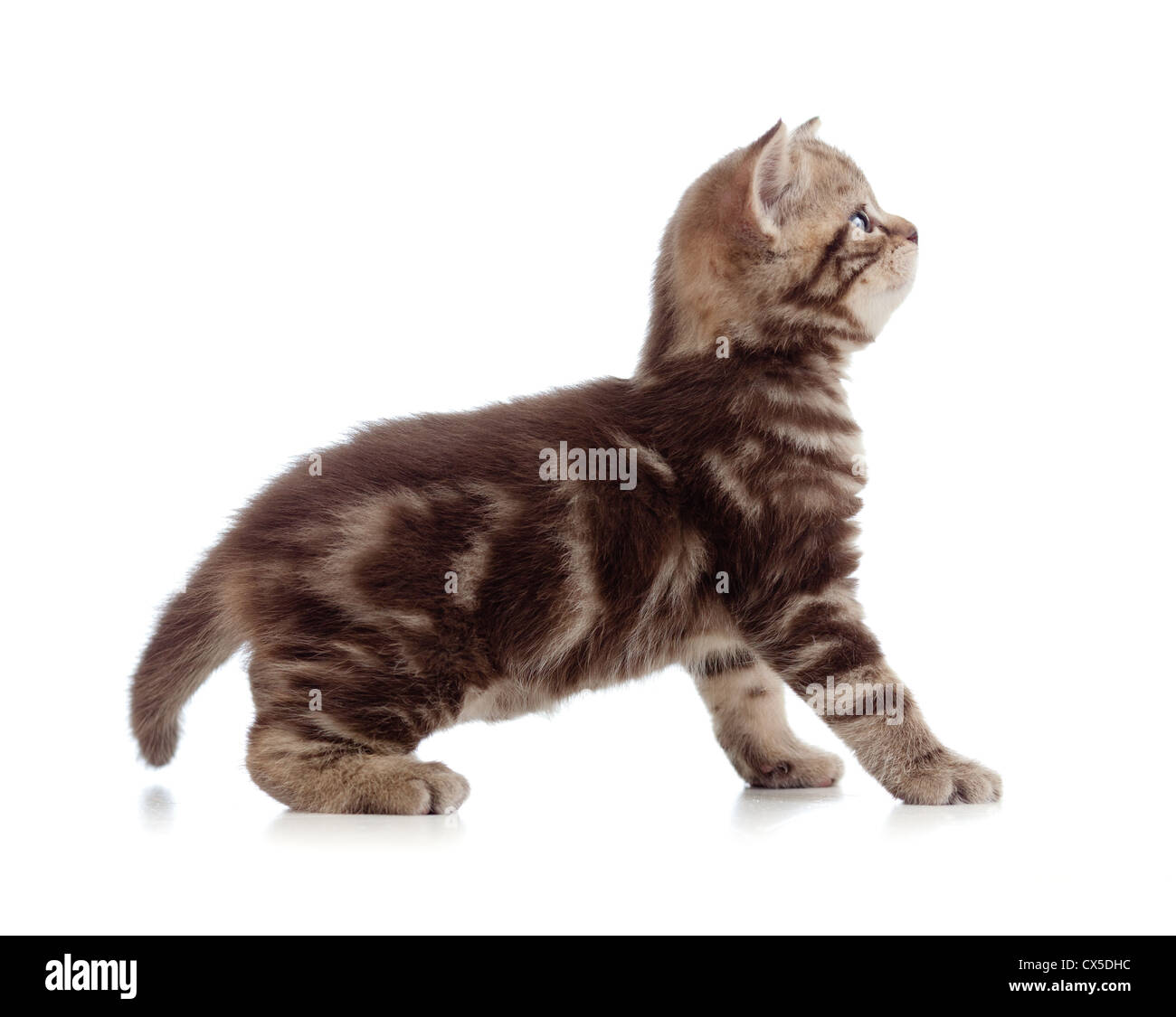 British kitten profile side view Stock Photo - Alamy