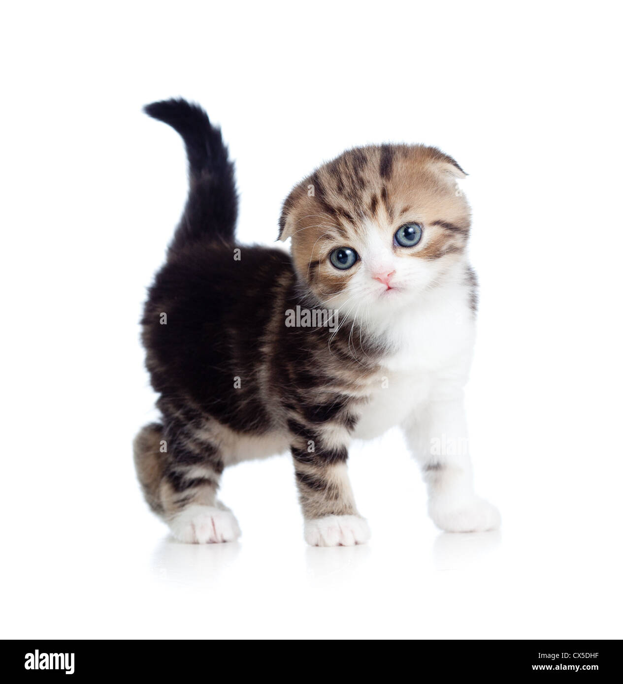 Scottish fold baby cat Stock Photo - Alamy