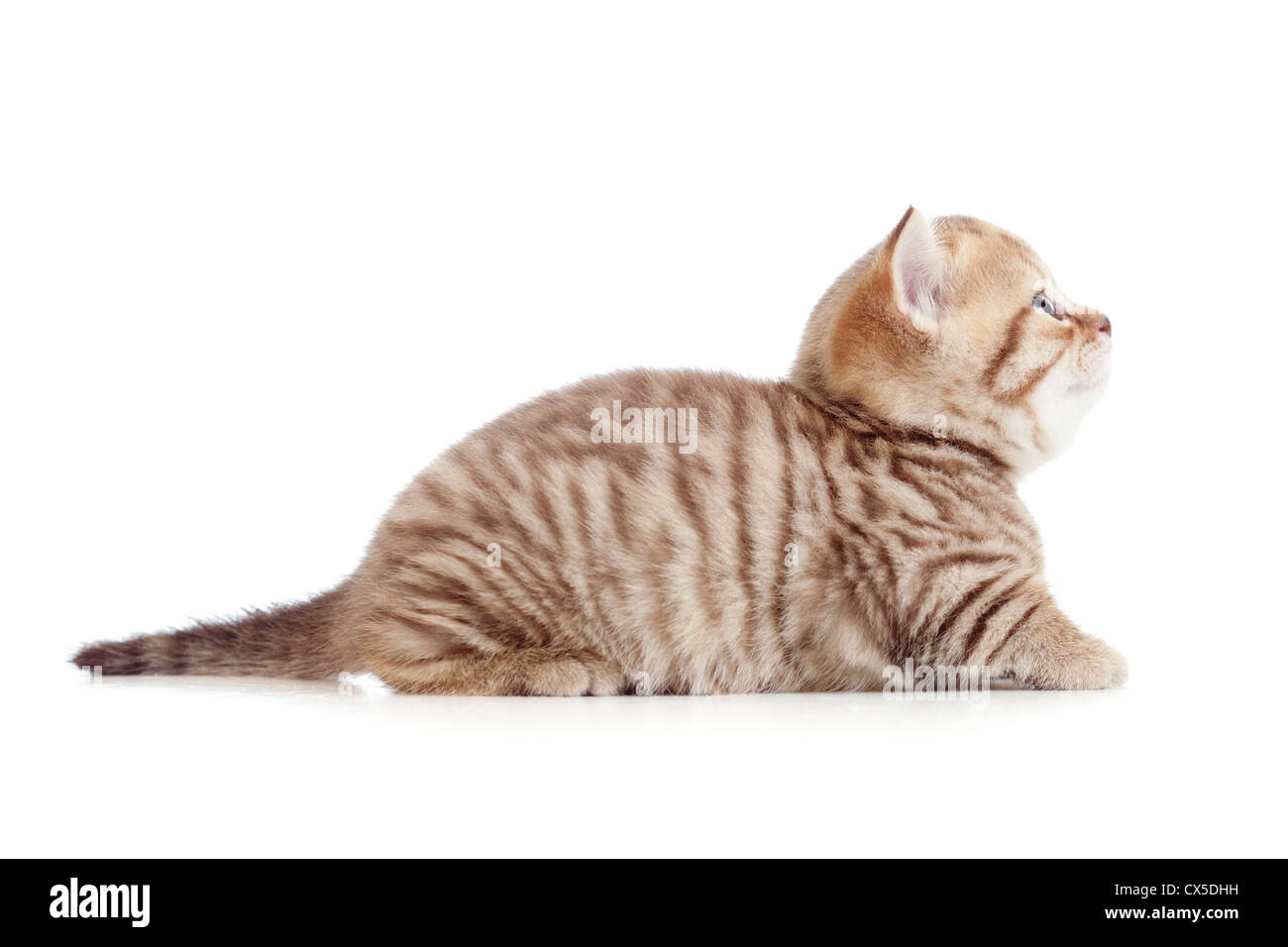 British kitten profile side view Stock Photo - Alamy