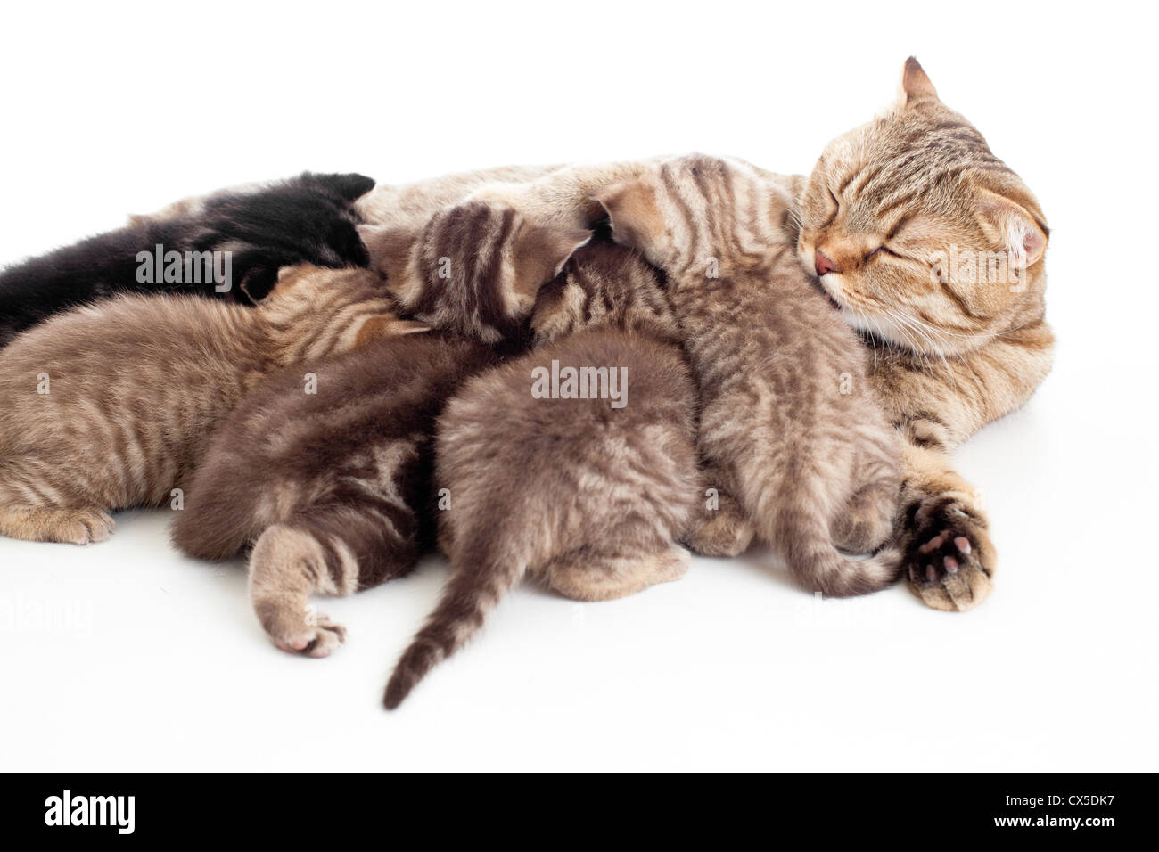 five kittens brood feeding by mother cat isolated Stock Photo - Alamy