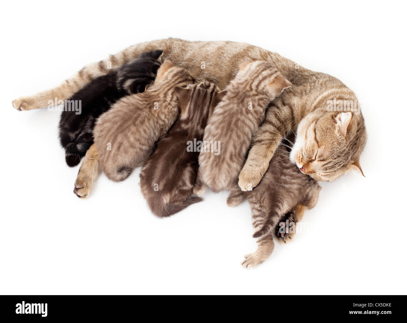 five kittens brood feeding by mother cat isolated Stock Photo - Alamy