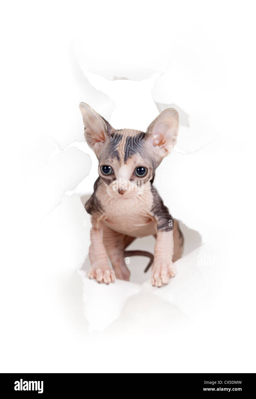 cat in paper side torn hole isolated Stock Photo - Alamy