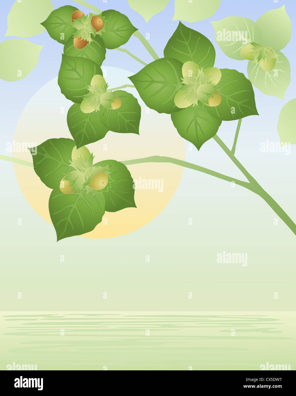 an illustration of a hazel branch with foliage and nuts over water with ...