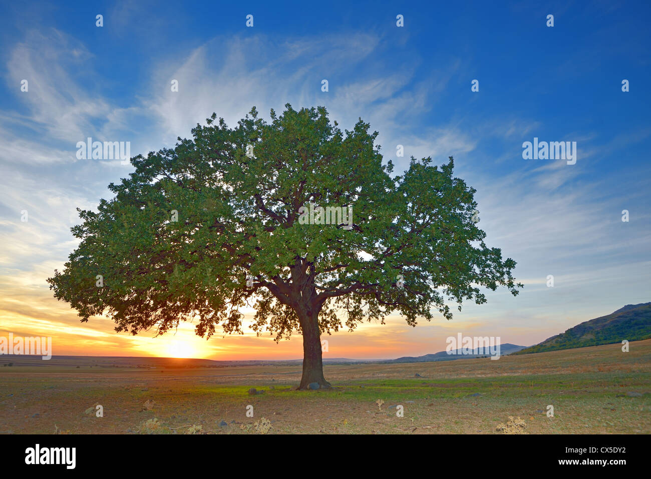 Half a tree hi-res stock photography and images - Alamy