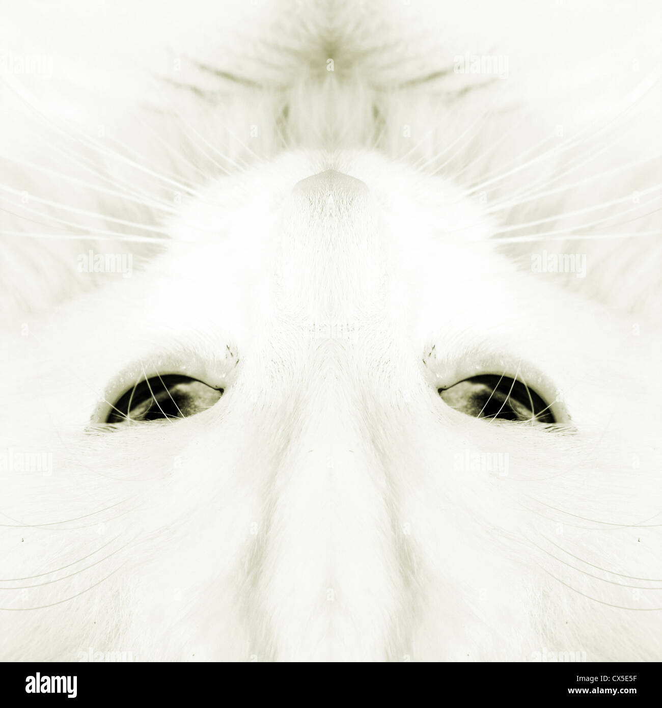 White cat closeup Stock Photo - Alamy