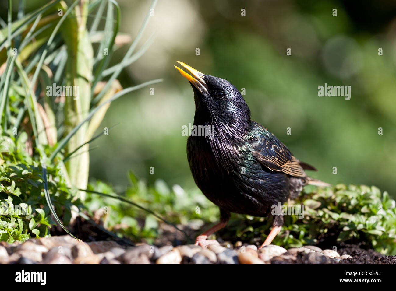 Starling colours hi-res stock photography and images - Alamy