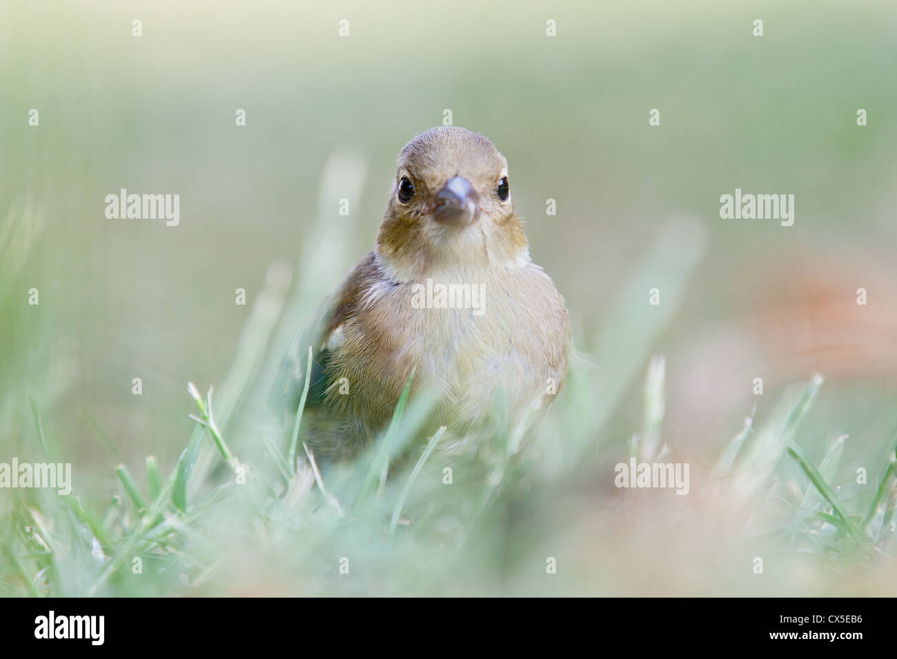 Young chaffinch hi-res stock photography and images - Alamy