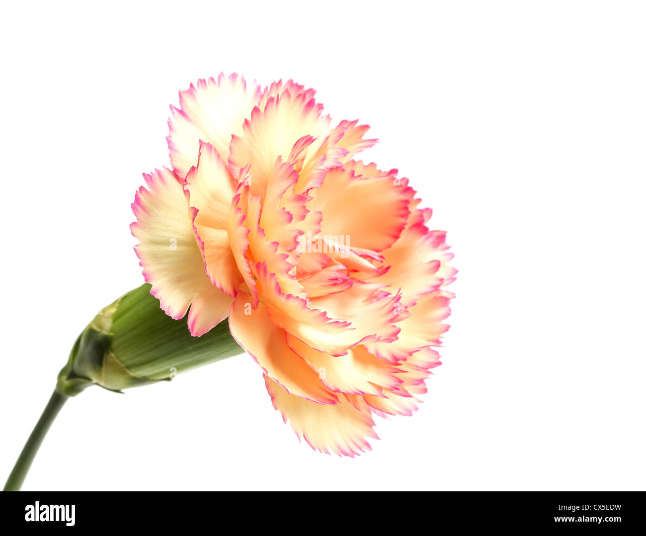 Cream and pink carnation flower on white background Stock Photo - Alamy