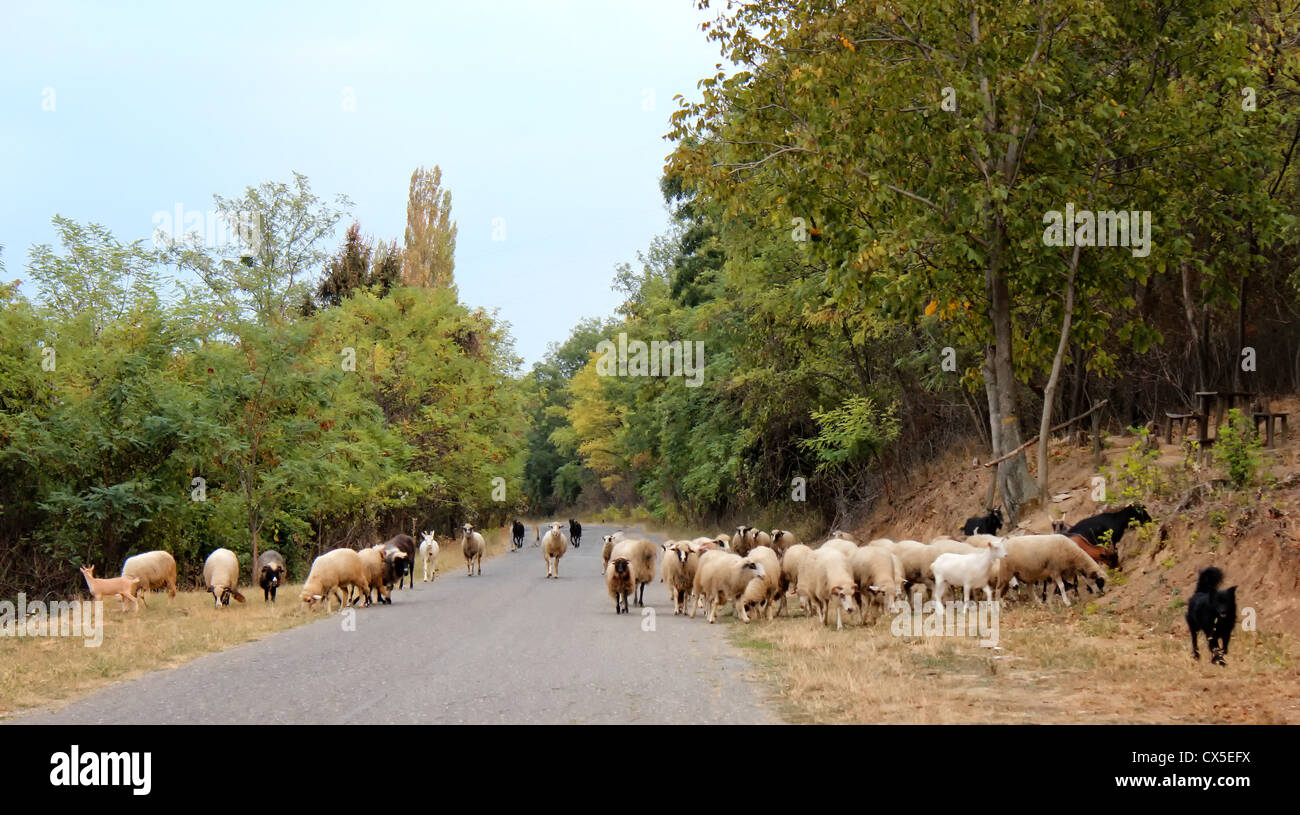Sheep Goat Lamb High Resolution Stock Photography and Images - Alamy