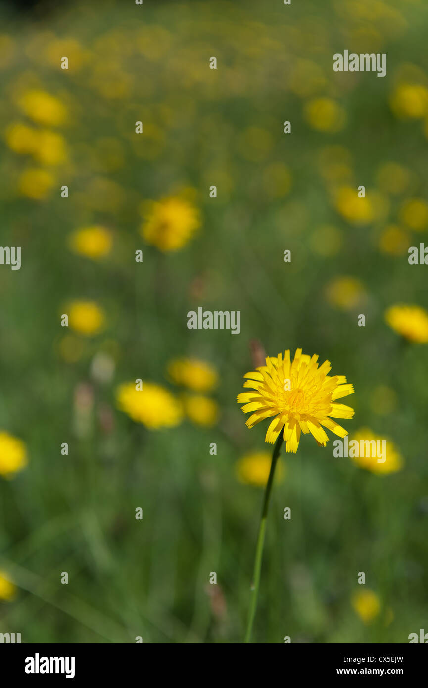 Meadow overgrown dandelions hi-res stock photography and images - Alamy