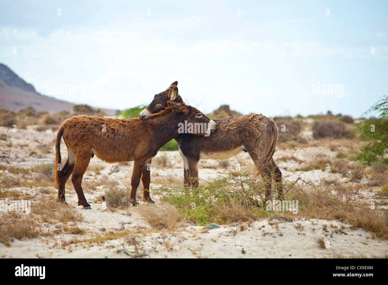 two lovely donkeys staying together Stock Photo - Alamy