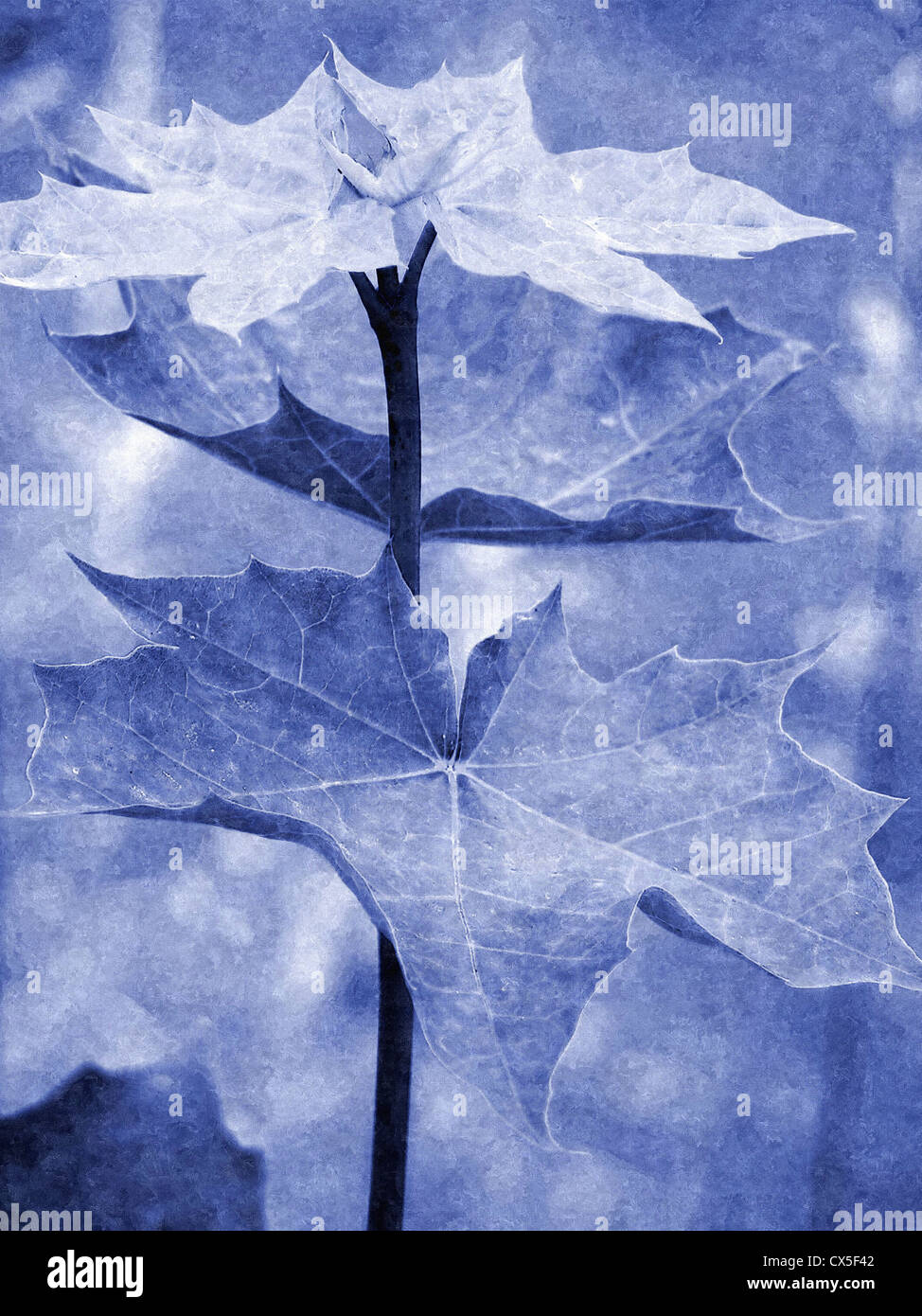 Blue maple leaf, painting effect Stock Photo - Alamy