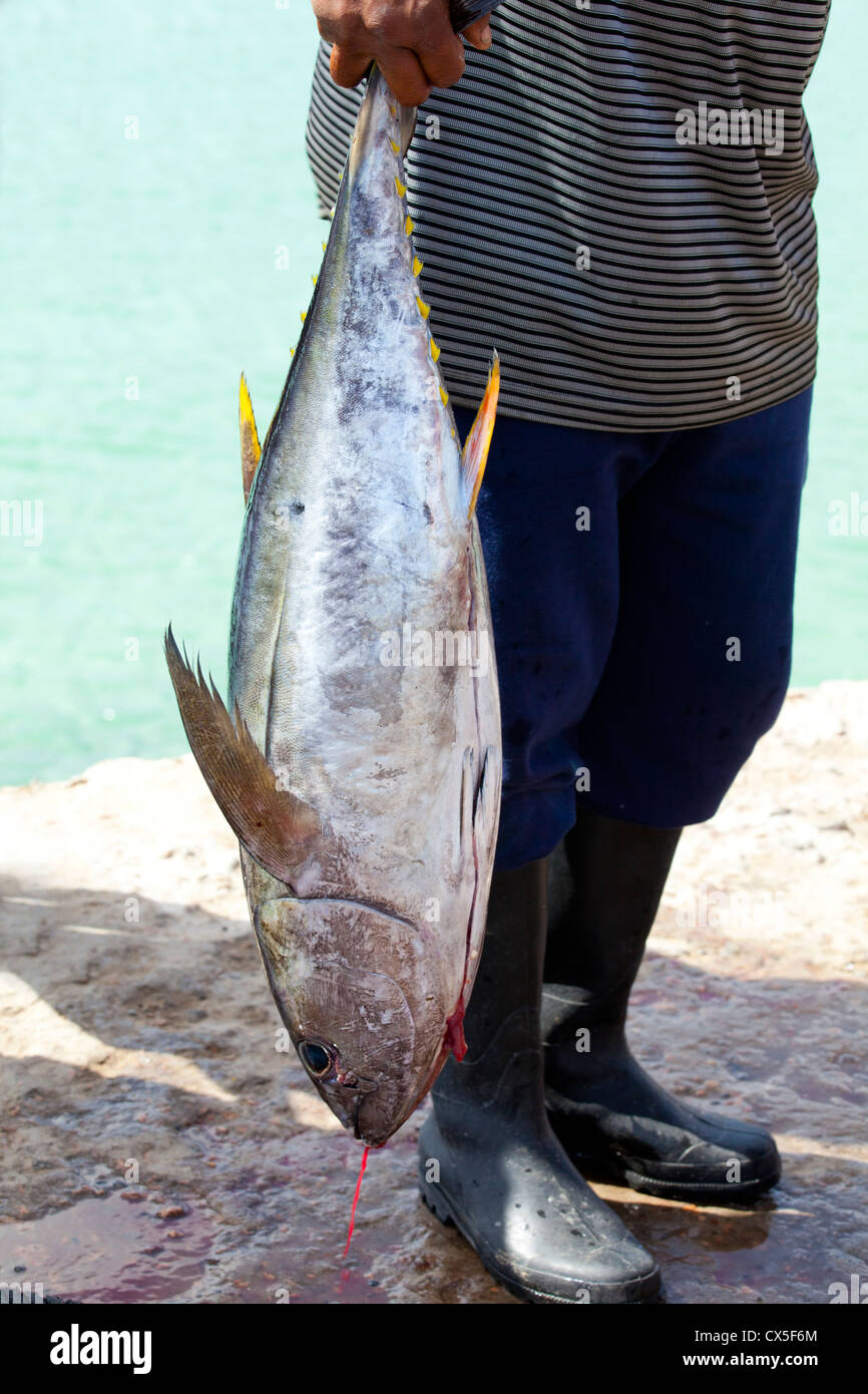 Tunny catch hi-res stock photography and images - Alamy