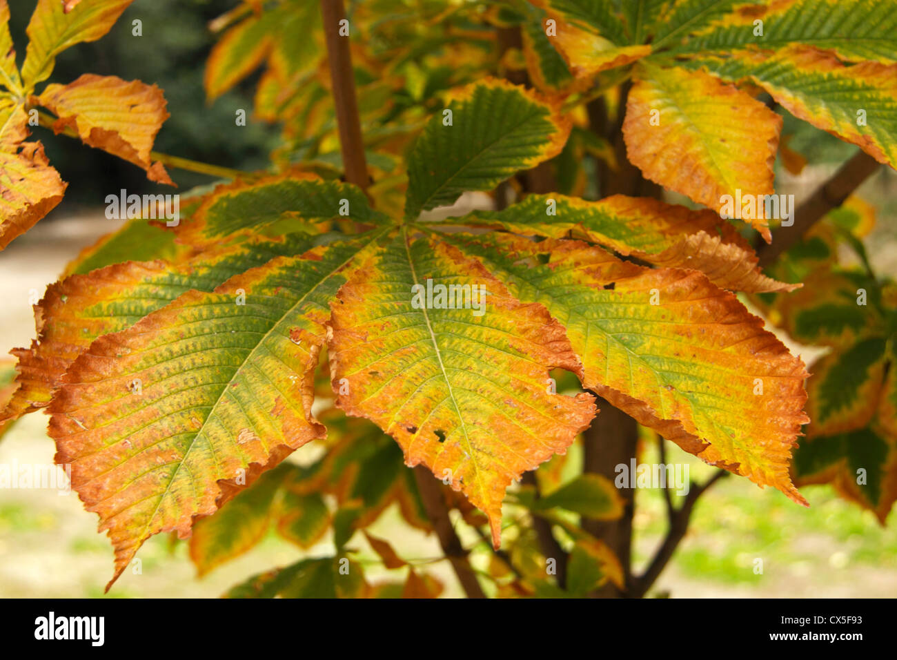 Fall season, National Gardens, Athens, Attica, Greece Stock Photo - Alamy