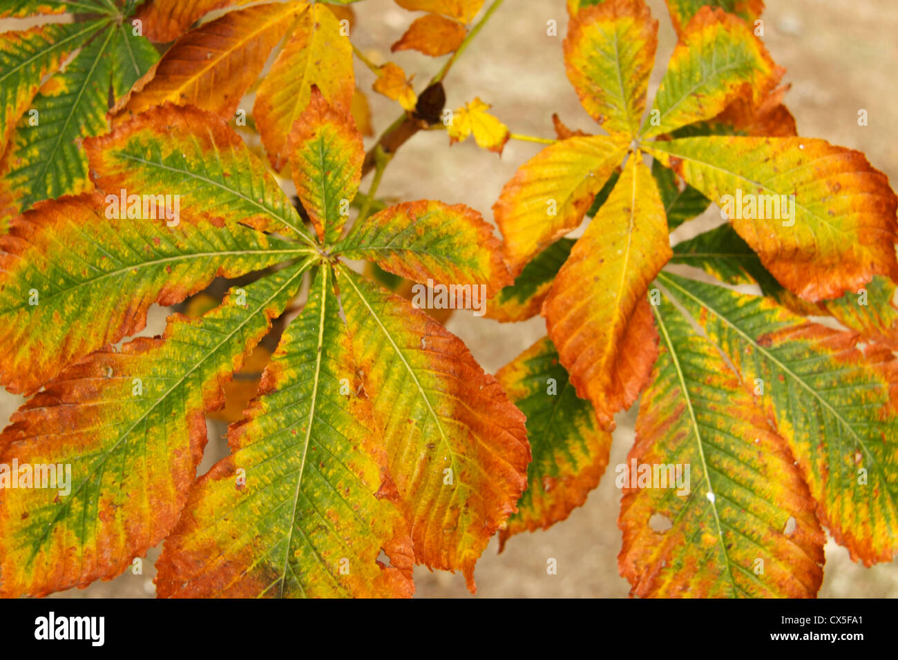 Fall season, National Gardens, Athens, Attica, Greece Stock Photo - Alamy