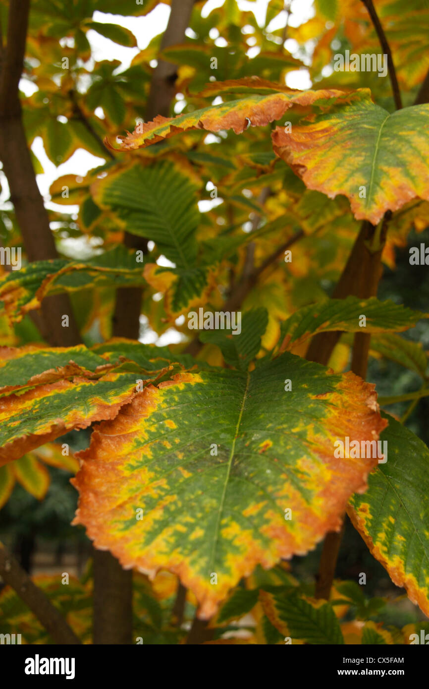 Fall season, National Gardens, Athens, Attica, Greece Stock Photo - Alamy