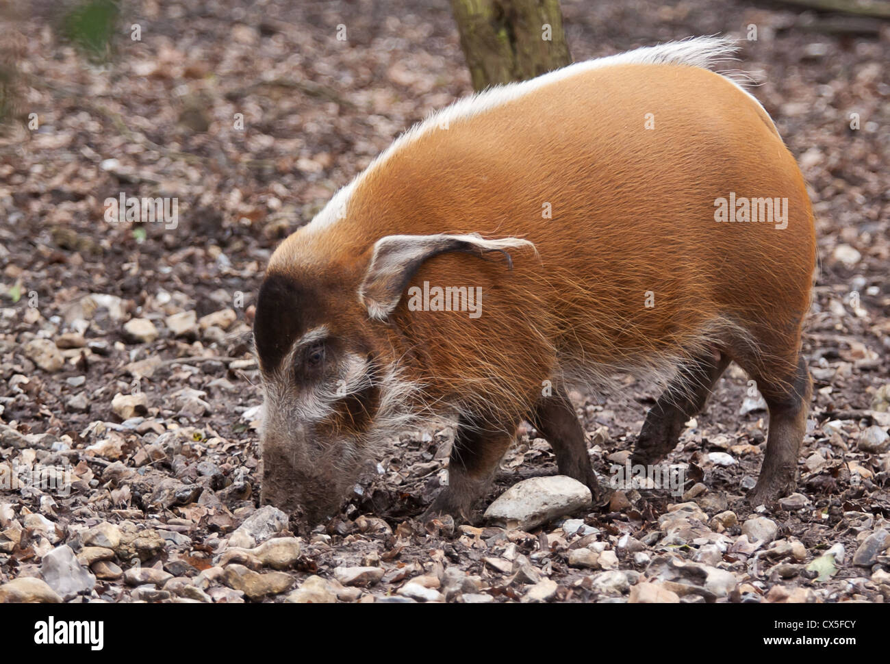 red river hog rooting for food Stock Photo - Alamy