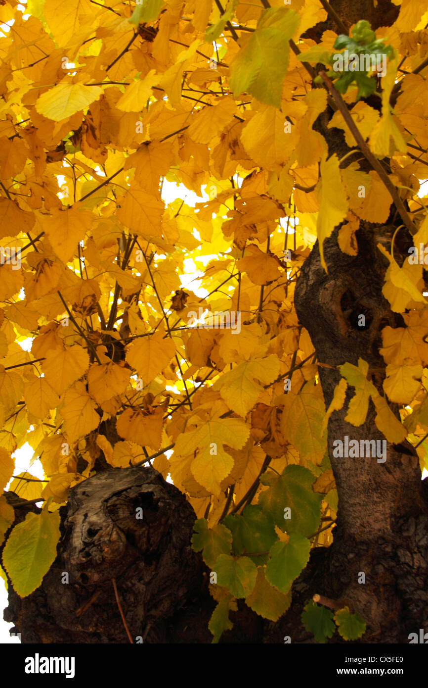 Fall of athens hi-res stock photography and images - Alamy