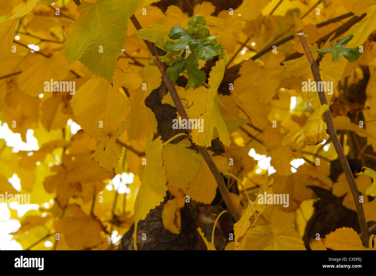 Fall season, National Gardens, Athens, Attica, Greece Stock Photo - Alamy