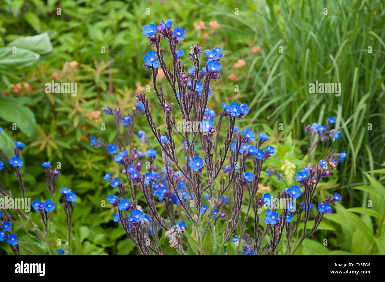 Anchusa Azurea - a bright blue flowering plant - growing within an ...