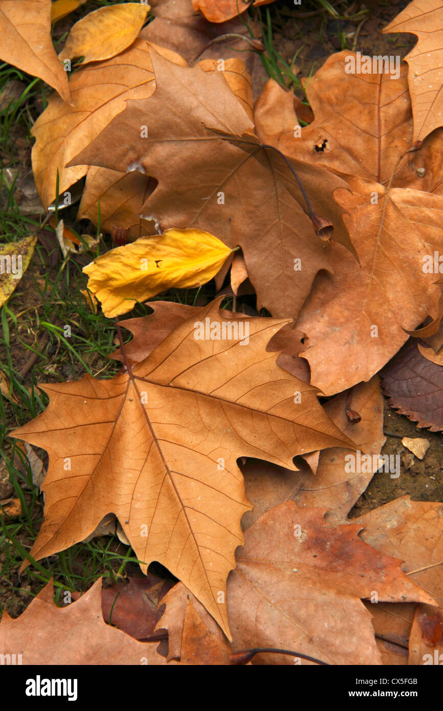 Fall Of Athens High Resolution Stock Photography and Images - Alamy