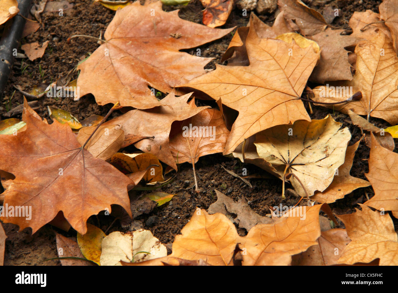 Fall of athens hi-res stock photography and images - Alamy