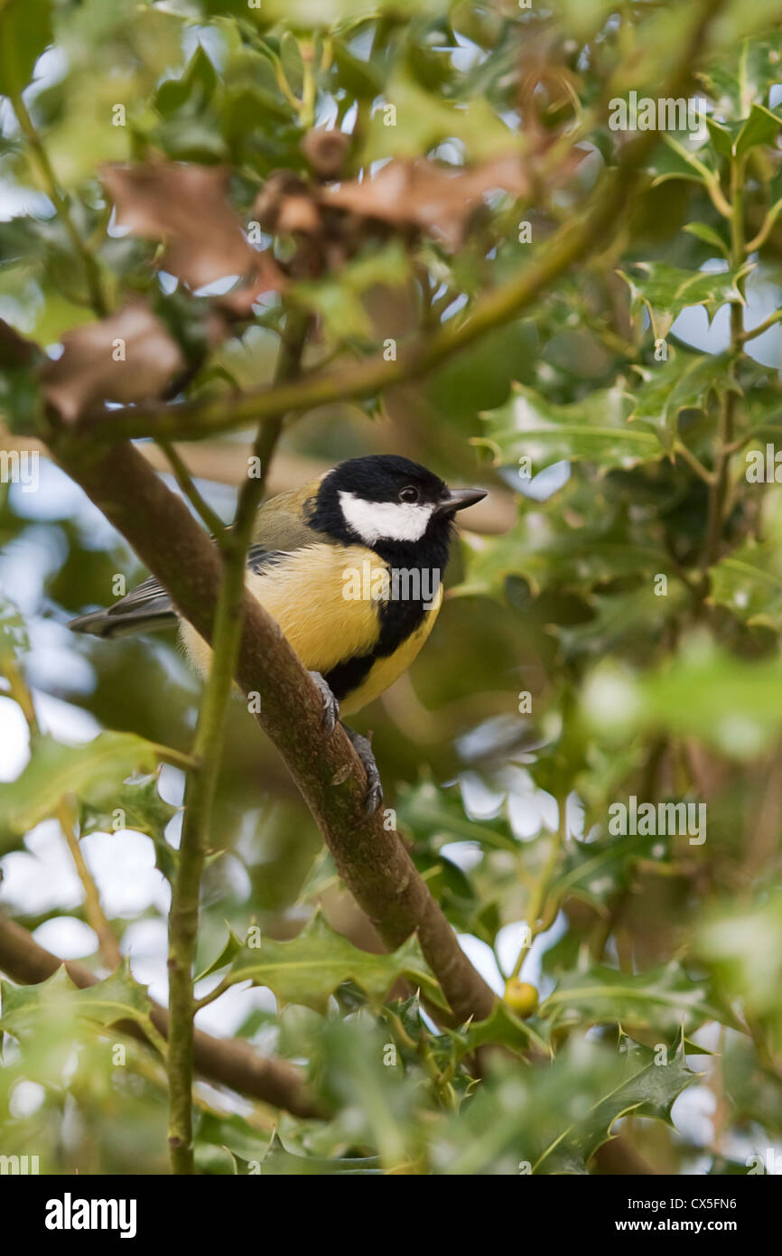 great tit sitting tree Stock Photo - Alamy