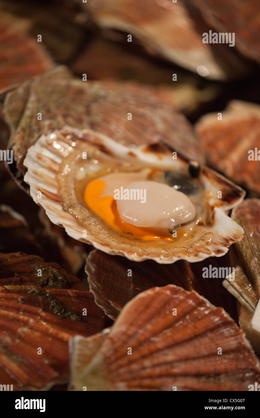 Raw scallops hi-res stock photography and images - Alamy