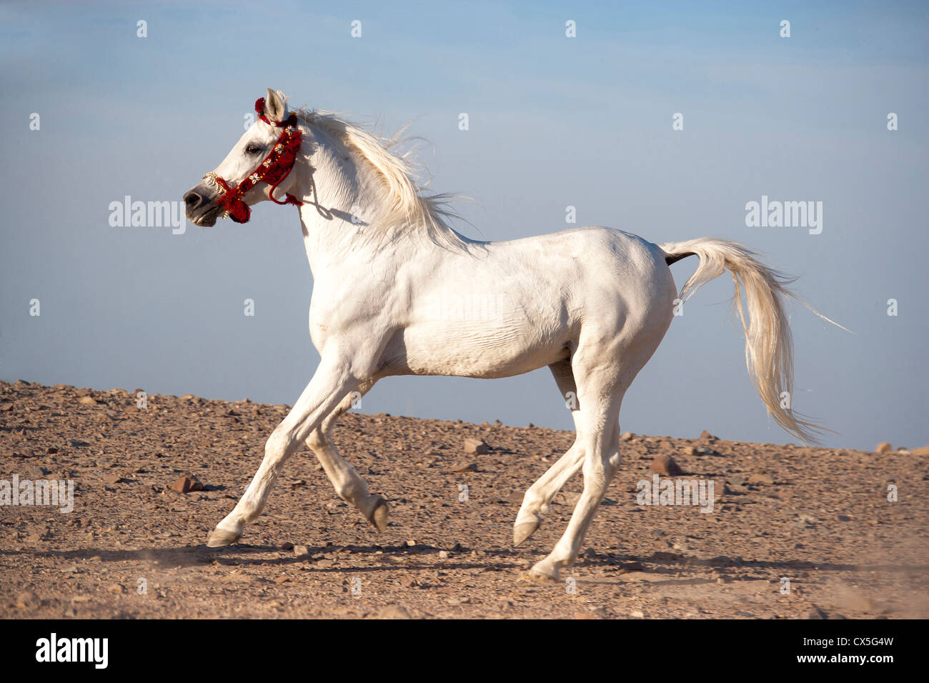 Araber, Arab Horse, Arabian Horse. Grey stallion in a gallop in the ...