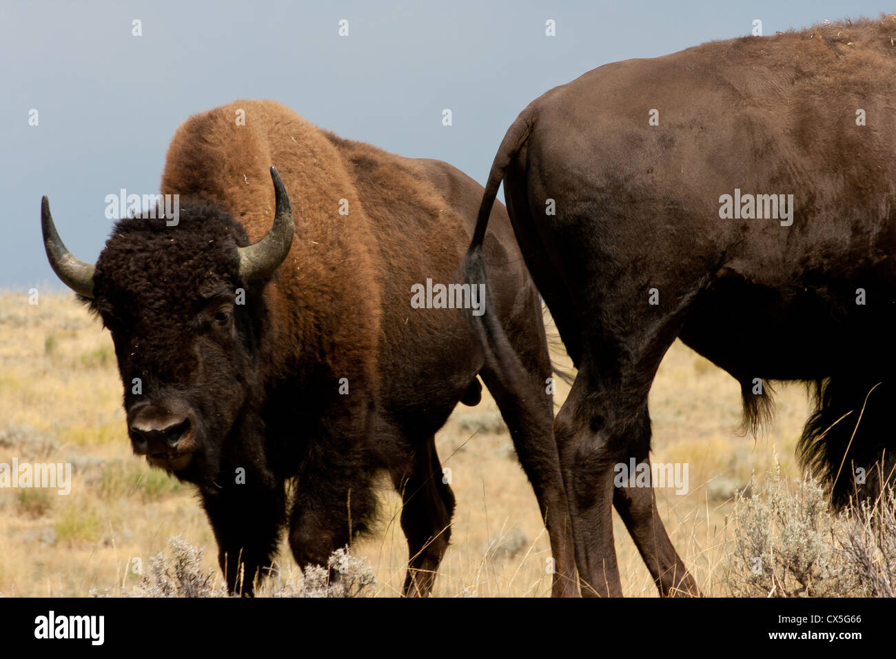 Buffalo herd grazing close hi-res stock photography and images - Alamy