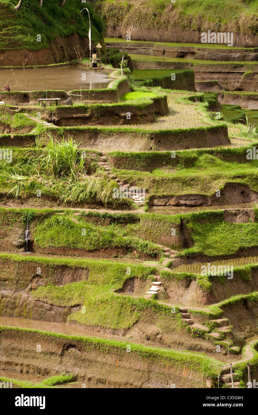 Rice padi fields hi-res stock photography and images - Alamy