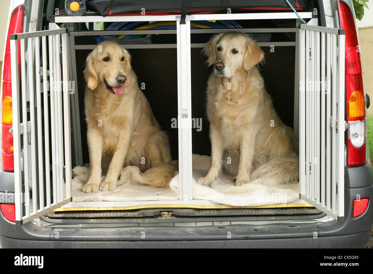 Golden dogs in car hi-res stock photography and images - Alamy