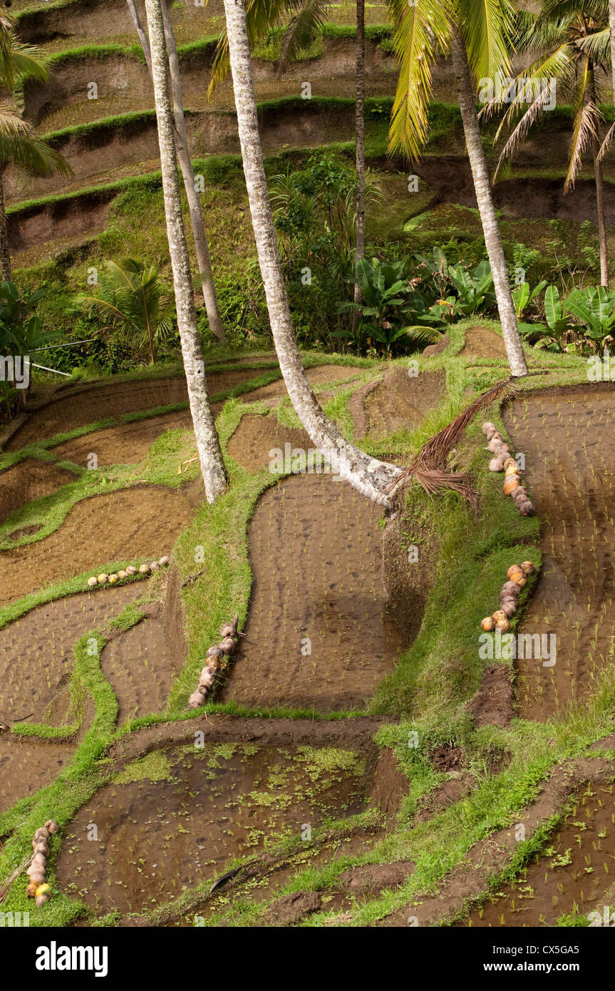 Padi bali hi-res stock photography and images - Alamy