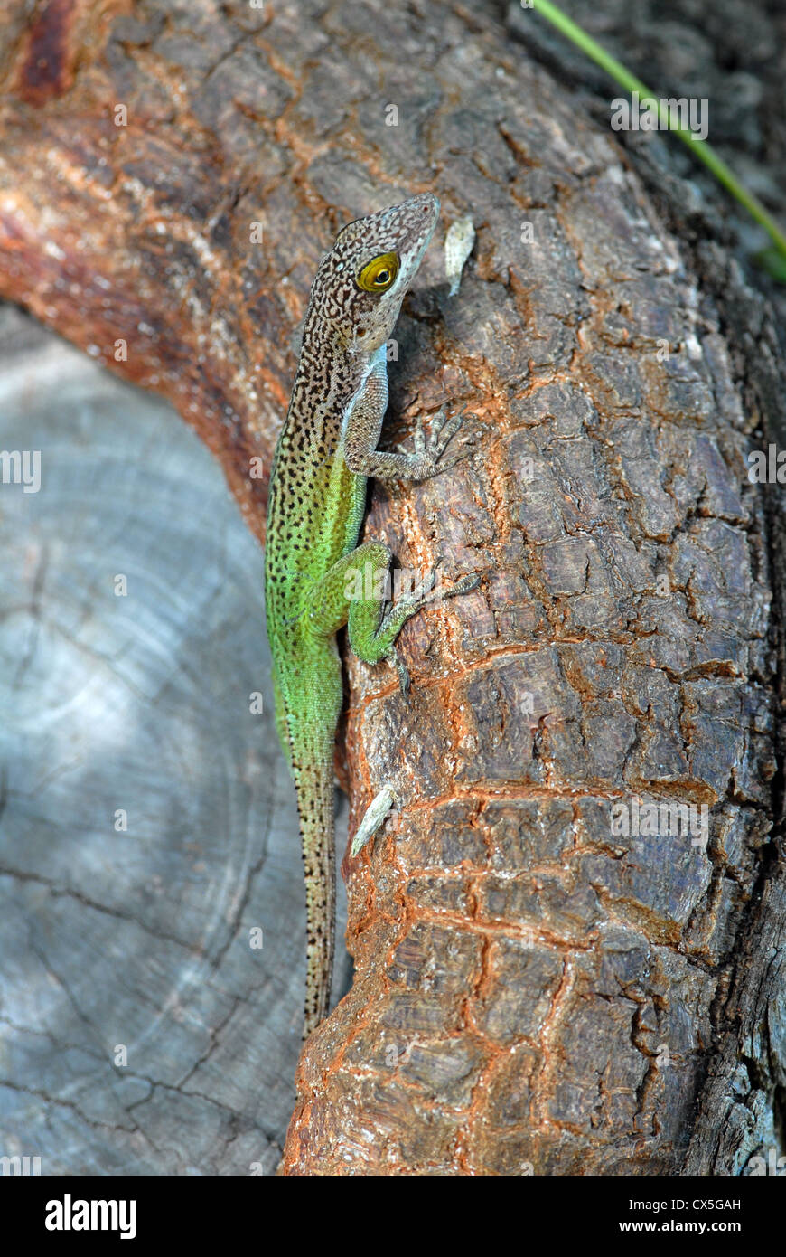 Leach’s Anole Lizard in Antigua Stock Photo - Alamy