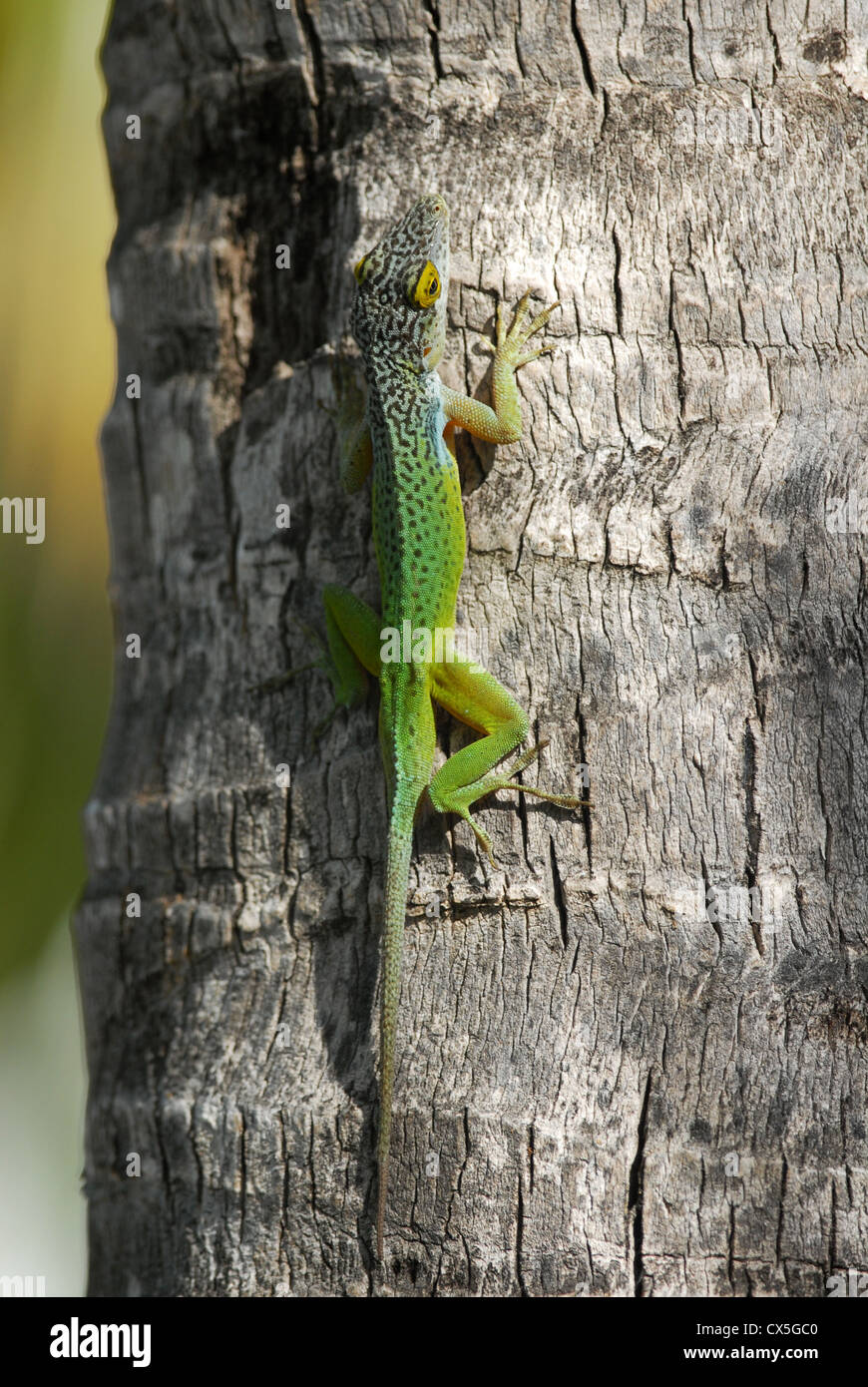 Leach’s Anole Lizard in Antigua Stock Photo - Alamy