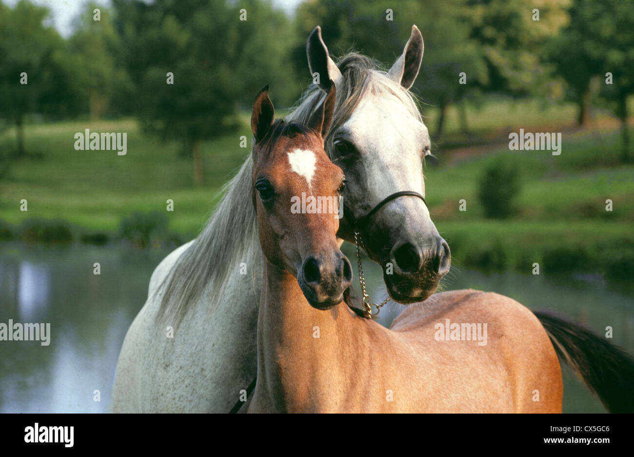 Purebred Arabian Horse Stock Photo - Alamy