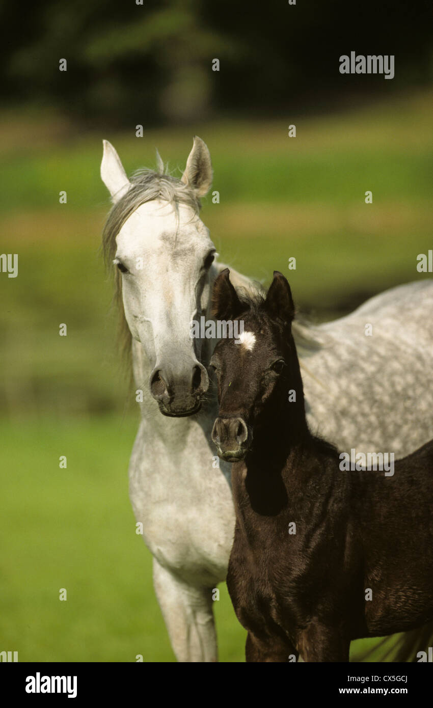 Grey mare with foal Stock Photo - Alamy