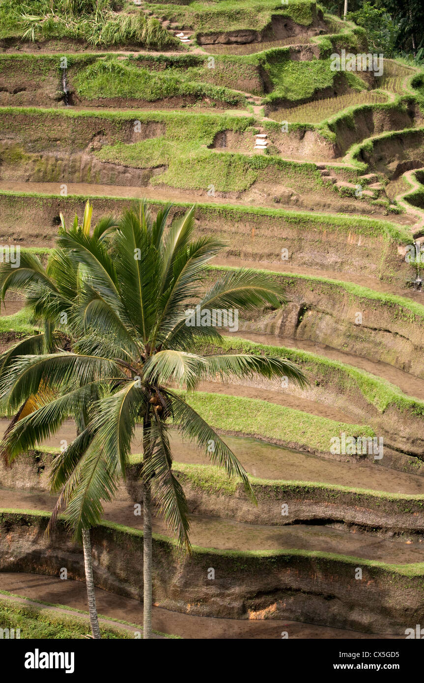Padi Fields Bali High Resolution Stock Photography and Images - Alamy