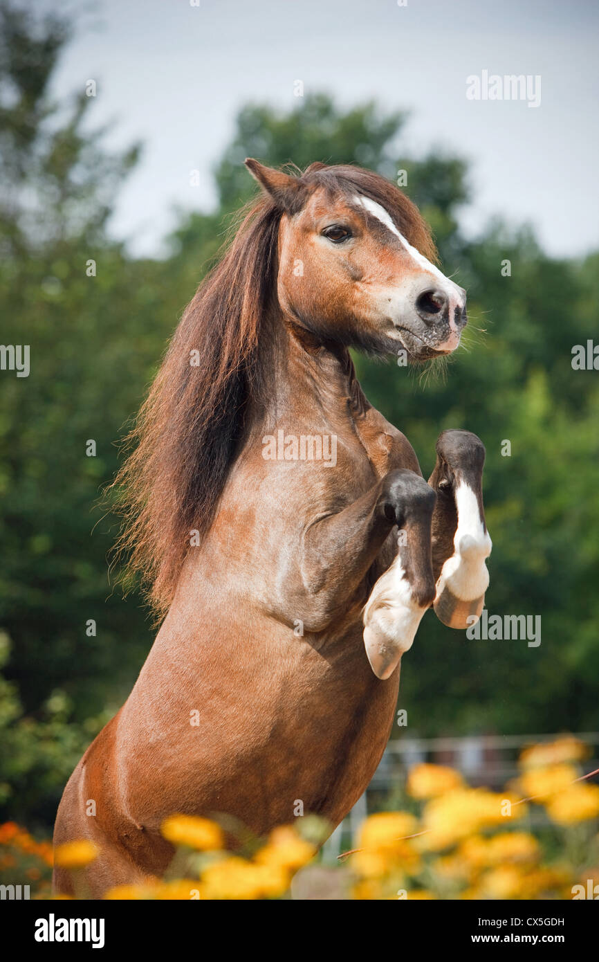 Shetland pony horse rearing hi-res stock photography and images - Alamy