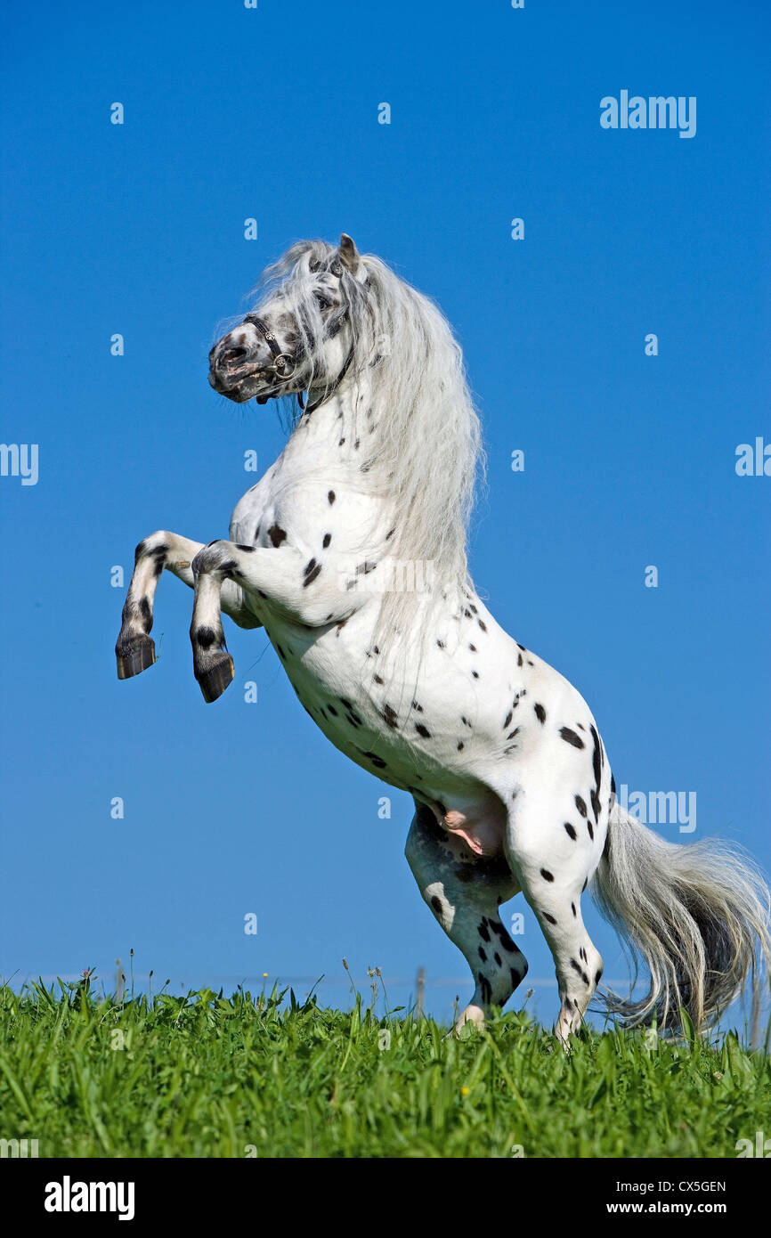 Horse shetland pony rearing hi-res stock photography and images - Alamy