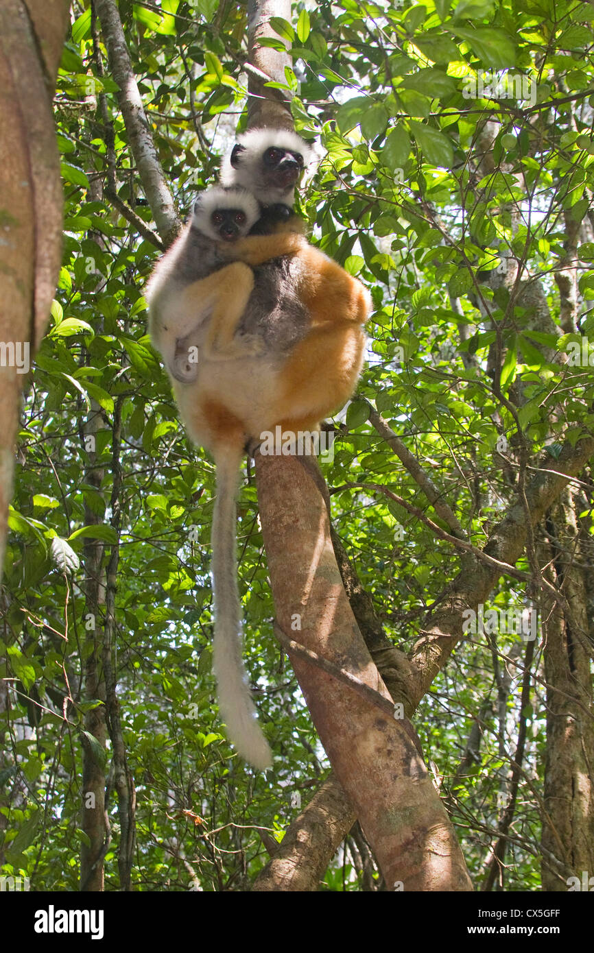 Diademed Sifaka (Propithecus diadema Stock Photo - Alamy