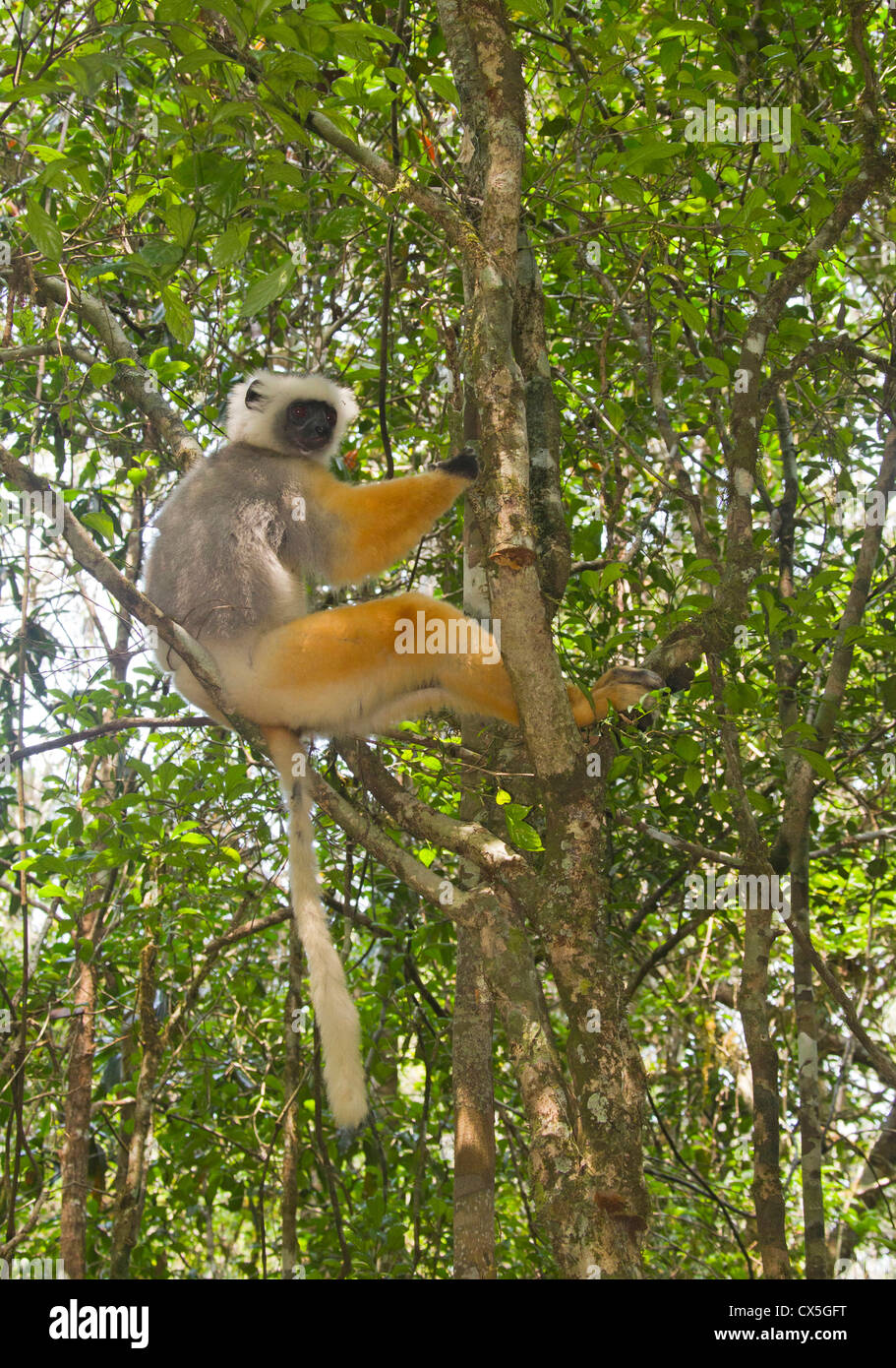 Diademed Sifaka (Propithecus diadema) sitting on a branch Stock Photo ...