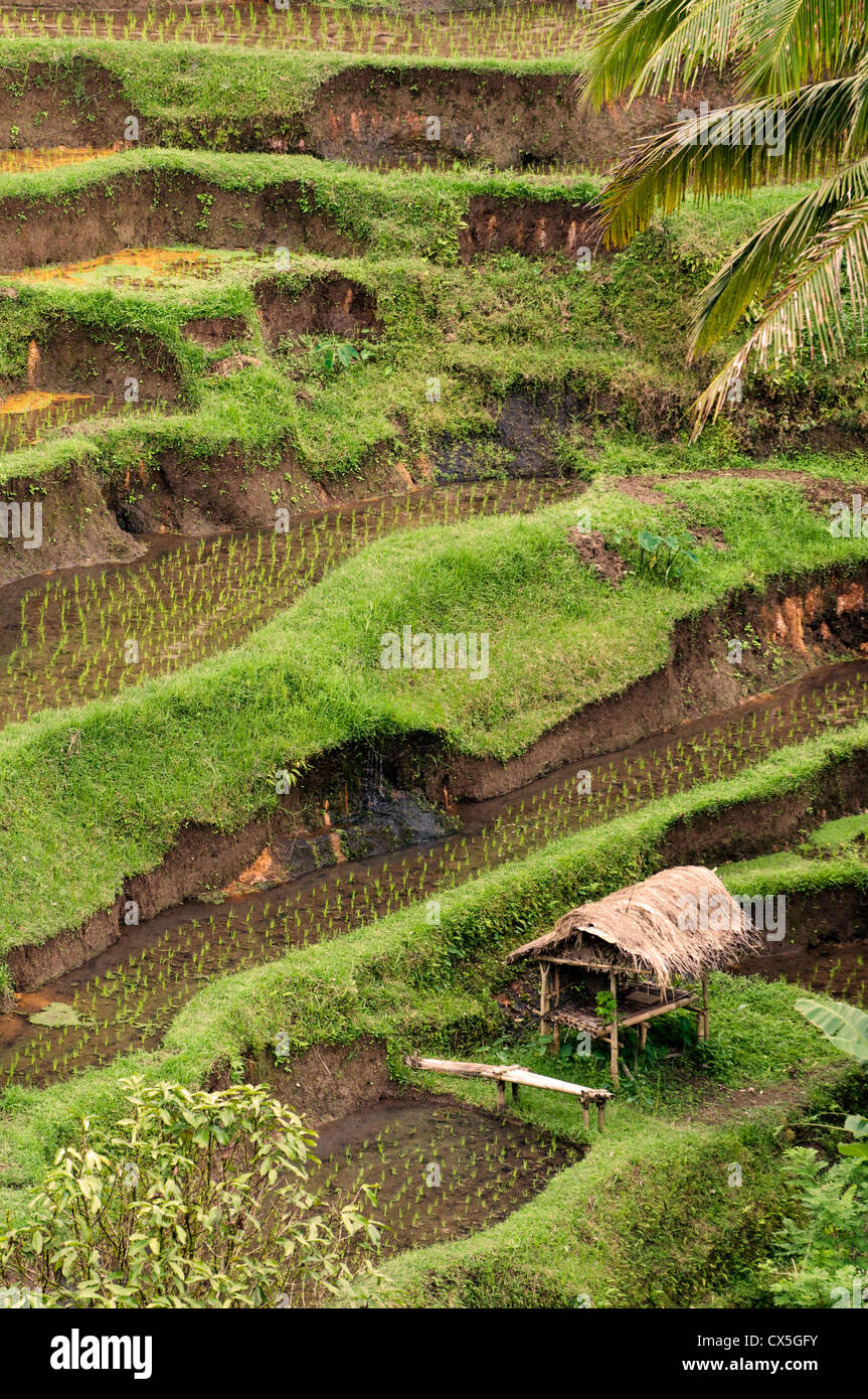 Padi Fields Bali High Resolution Stock Photography and Images - Alamy