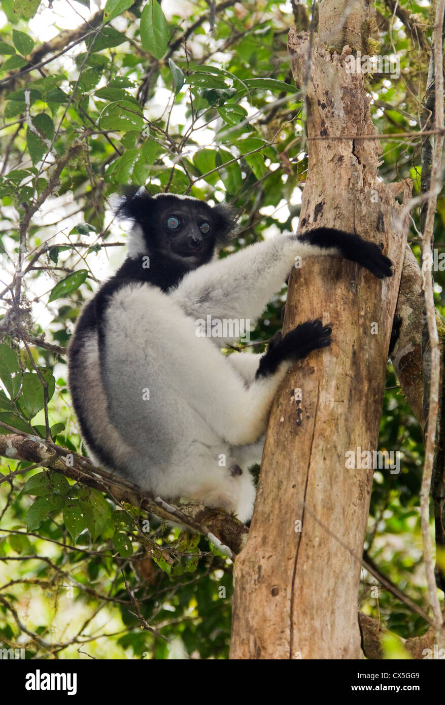 Indri indri indri sitting on branch hi-res stock photography and images ...