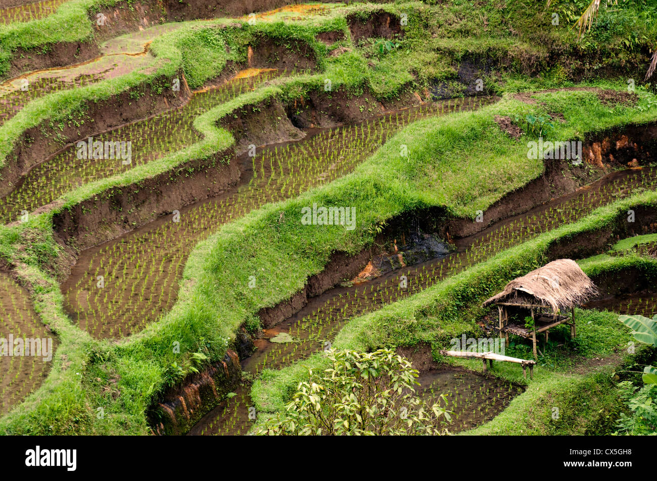 Padi Fields High Resolution Stock Photography and Images - Alamy